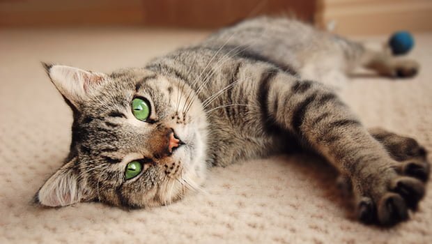 Adote um gato! Você ainda não sabe, mas ele transformará a sua vida ...