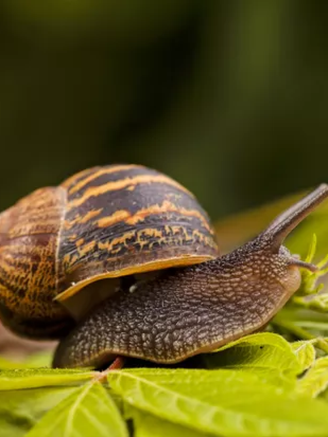 HABILIDADES DAS LESMAS - Revista Bula